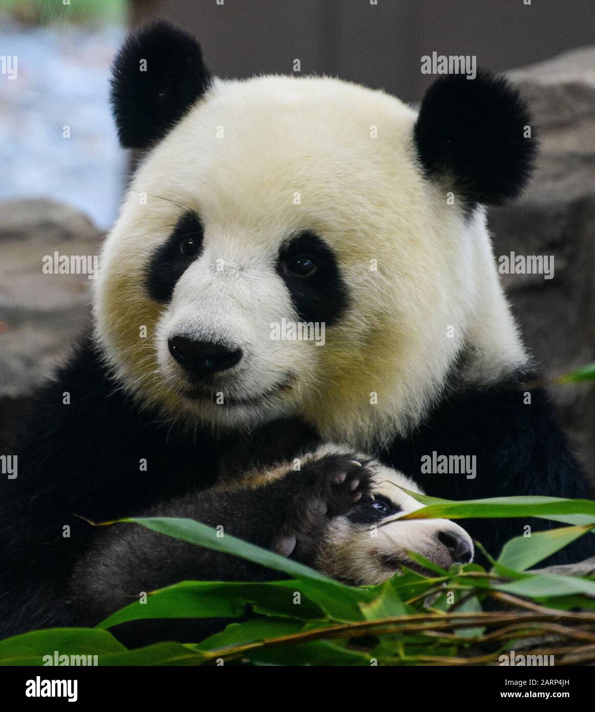 Panda cub with mother Meng Meng in Berlin Zoo Stock Photo - Alamy