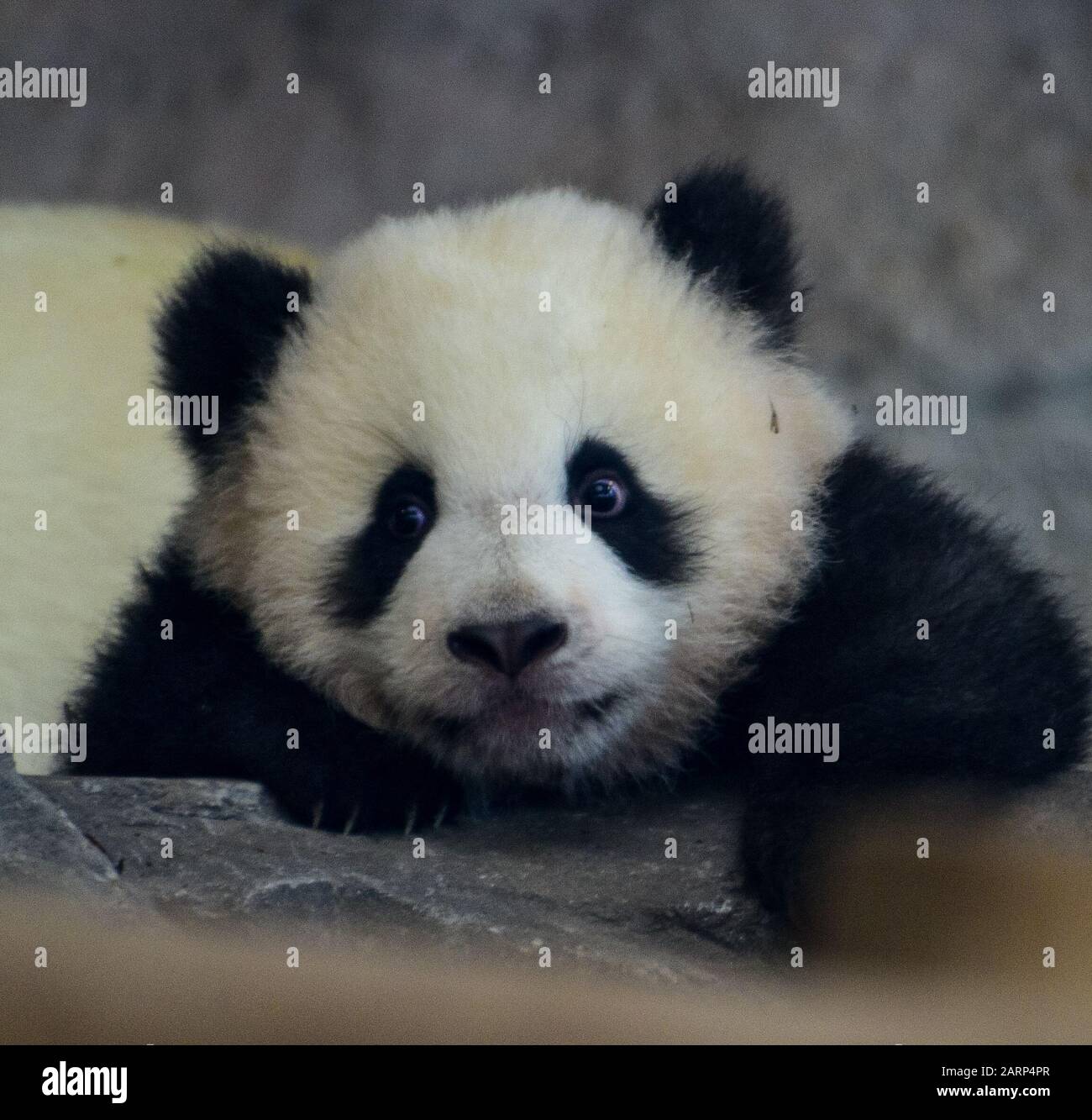 Panda cubs on show in Berlin Zoo Stock Photo - Alamy