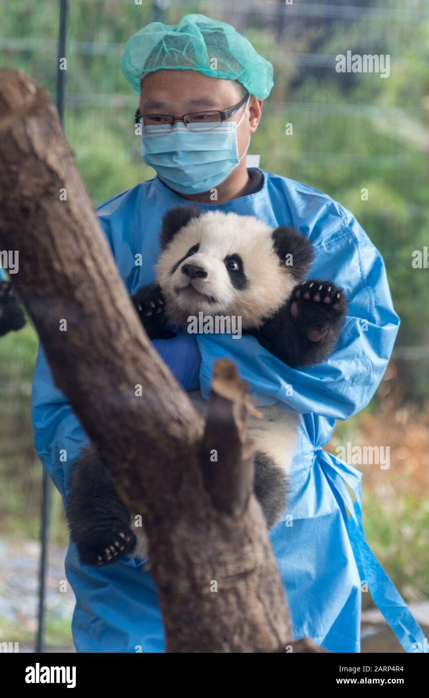 Panda cubs on show in Berlin Zoo Stock Photo - Alamy