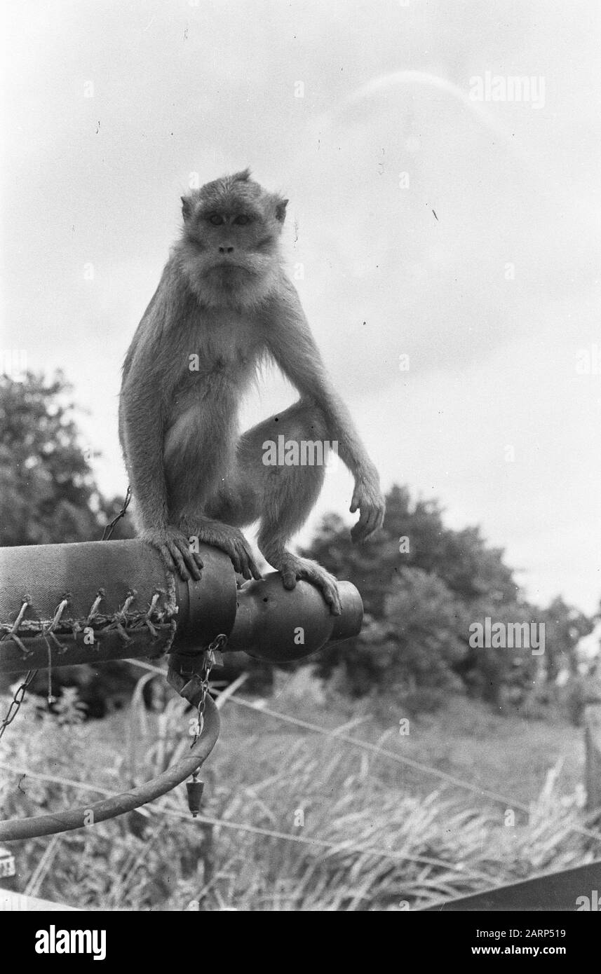 Dutch monkey Black and White Stock Photos & Images - Alamy