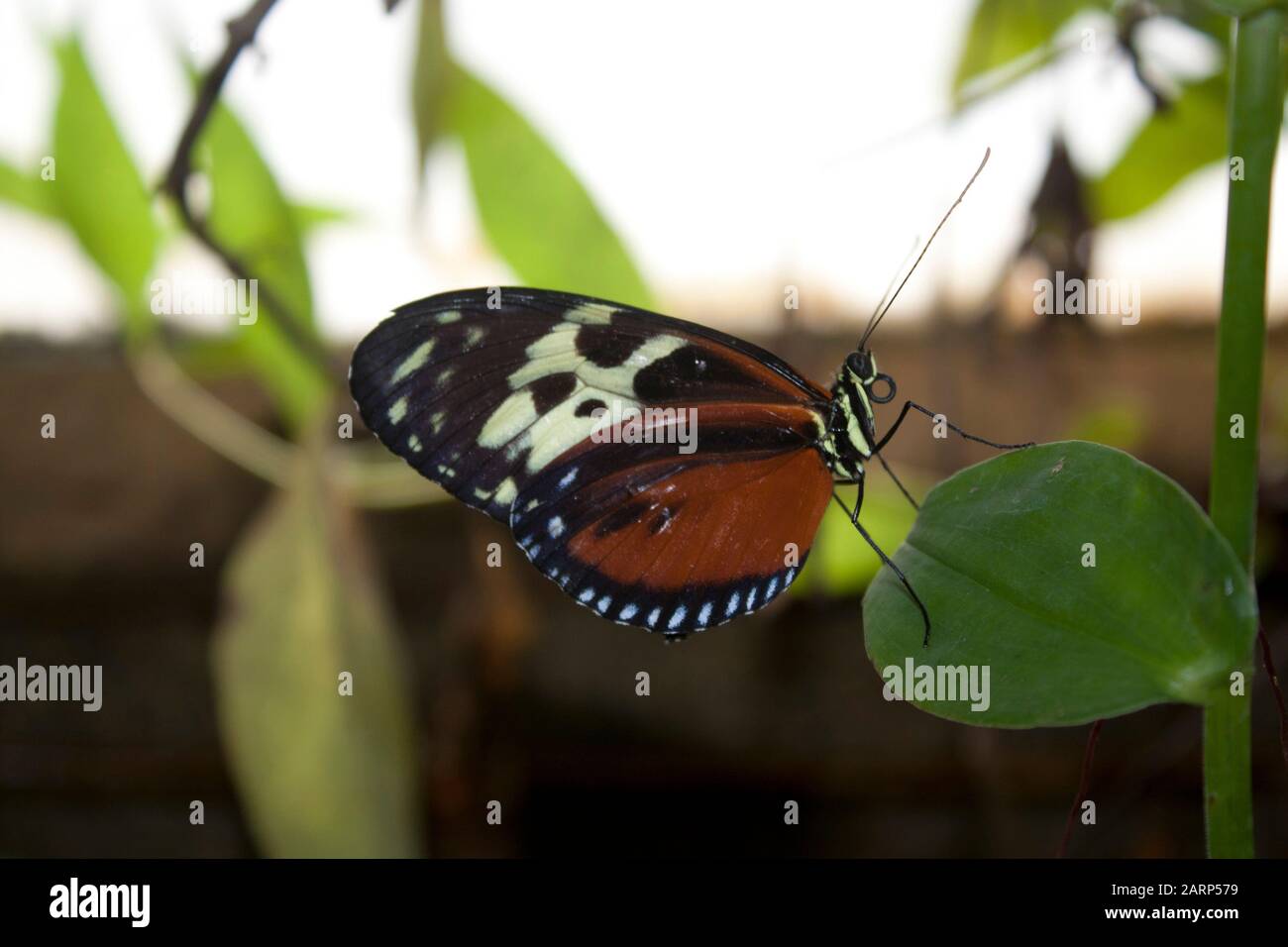 Tropical butterfly in Butterfly house Stock Photo - Alamy