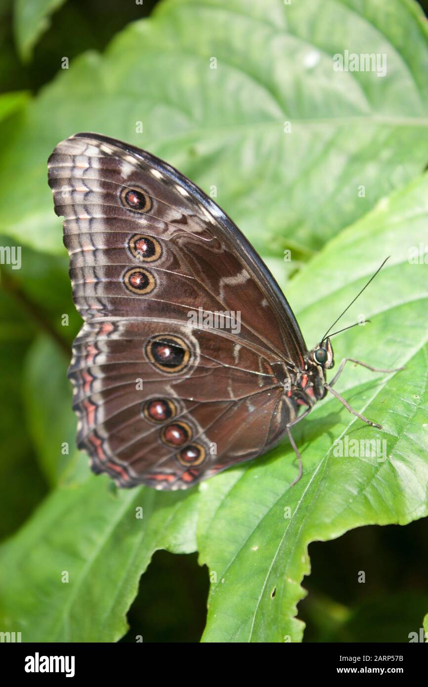 Tropical Butterfly in Butterfly house Stock Photo - Alamy