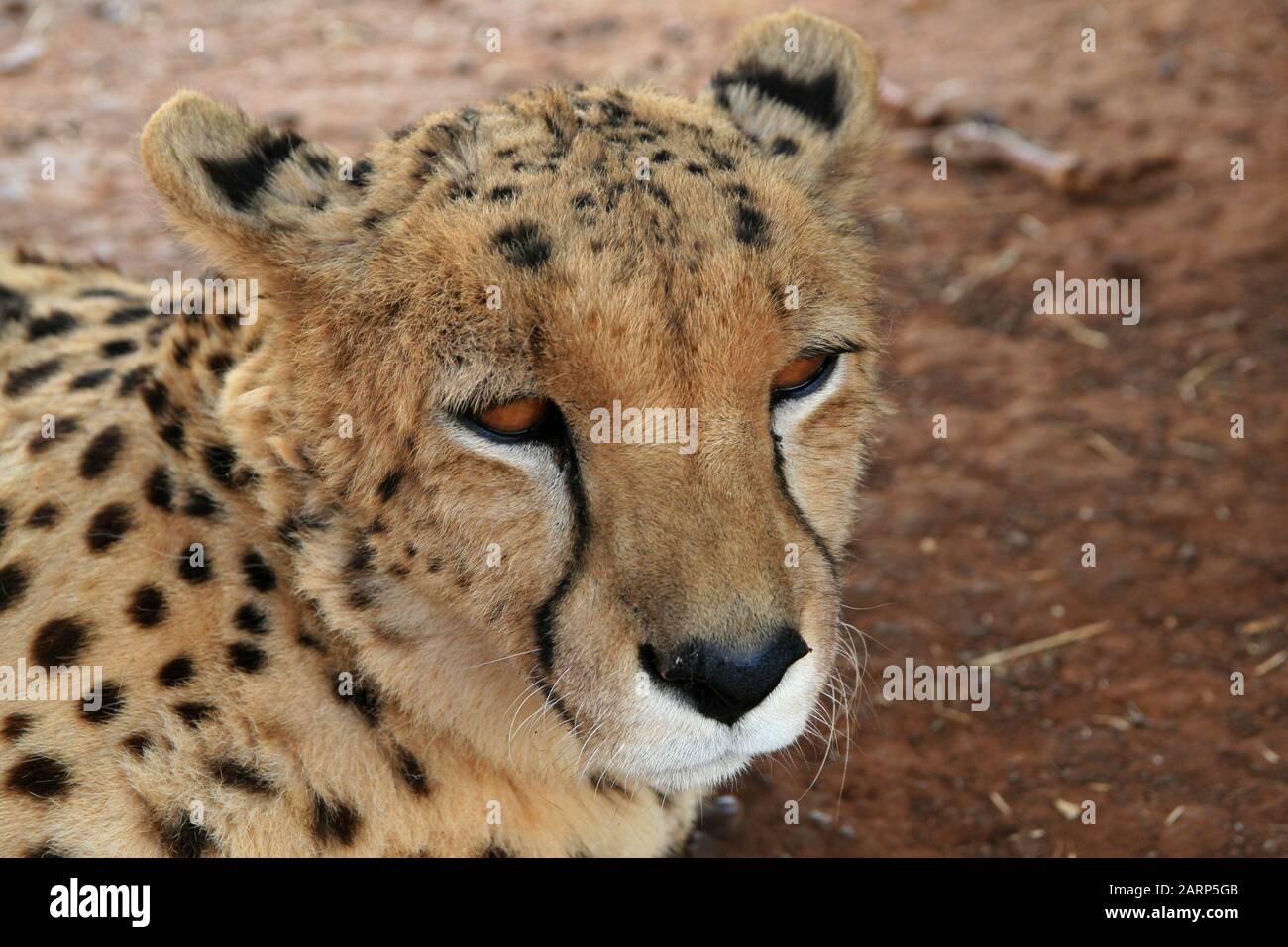 Tamed cheetah named "Eddie" Lion and Rhino Park Nature Reserve, Kromdraai, Krugersdorp, West ...