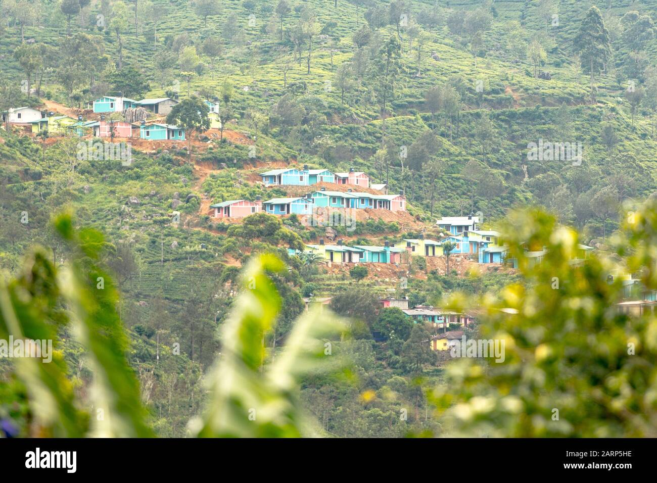Tea plantations around Lipton's Seat / Haputale, Sri Lanka Stock Photo ...