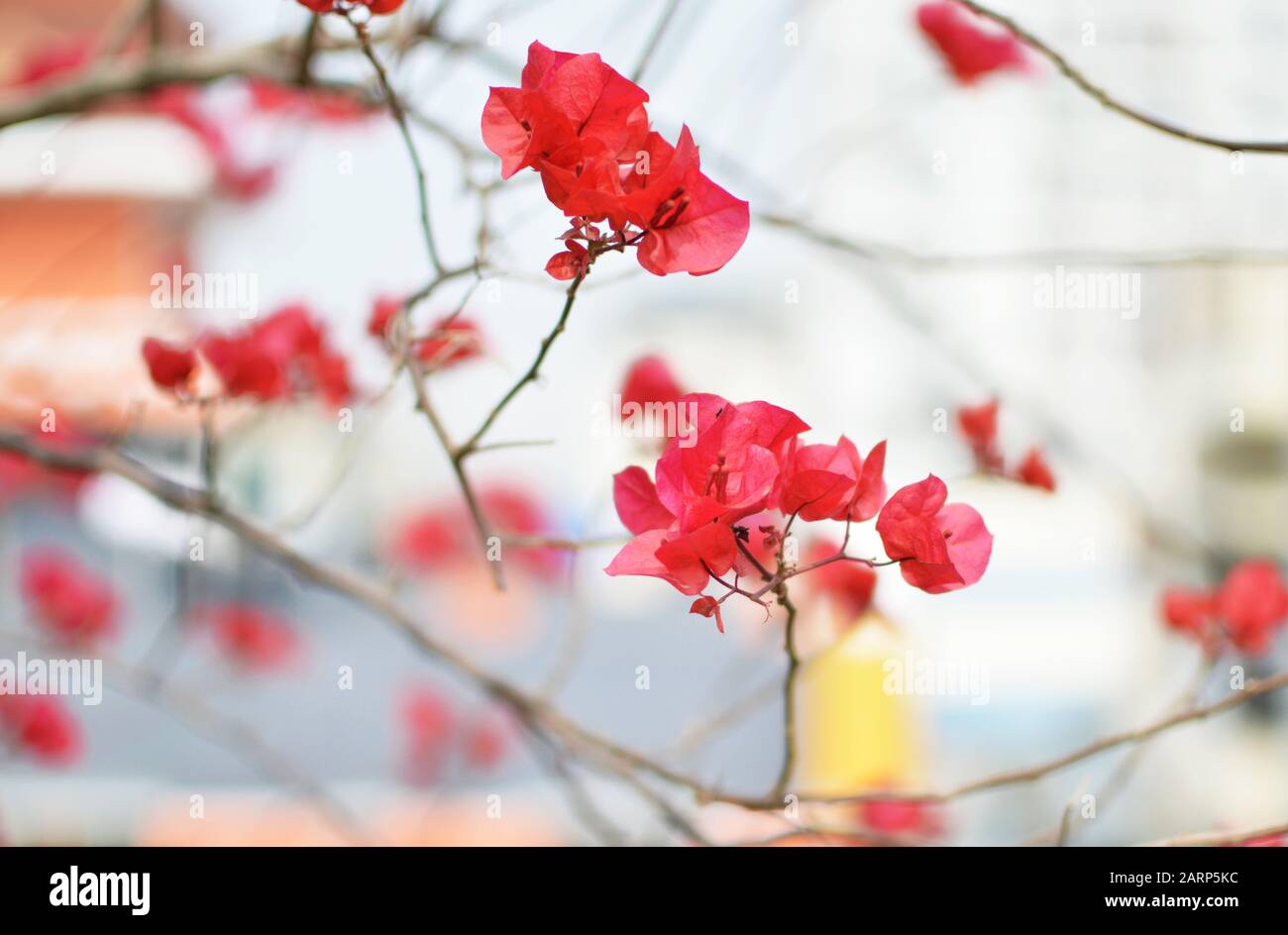 Bagan bilash flower hi-res stock photography and images - Alamy