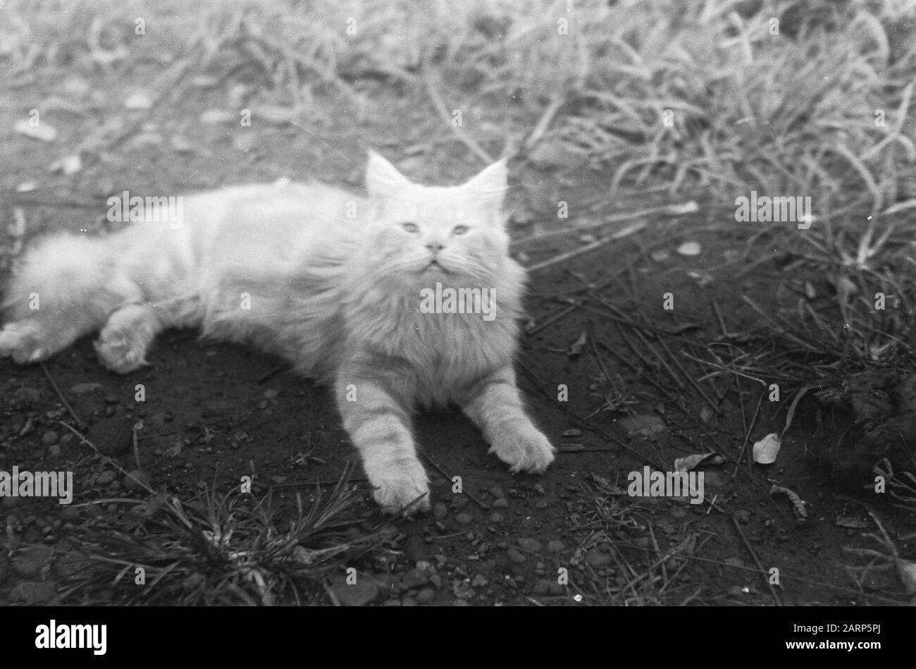Dutch domestic animals Black and White Stock Photos & Images - Alamy