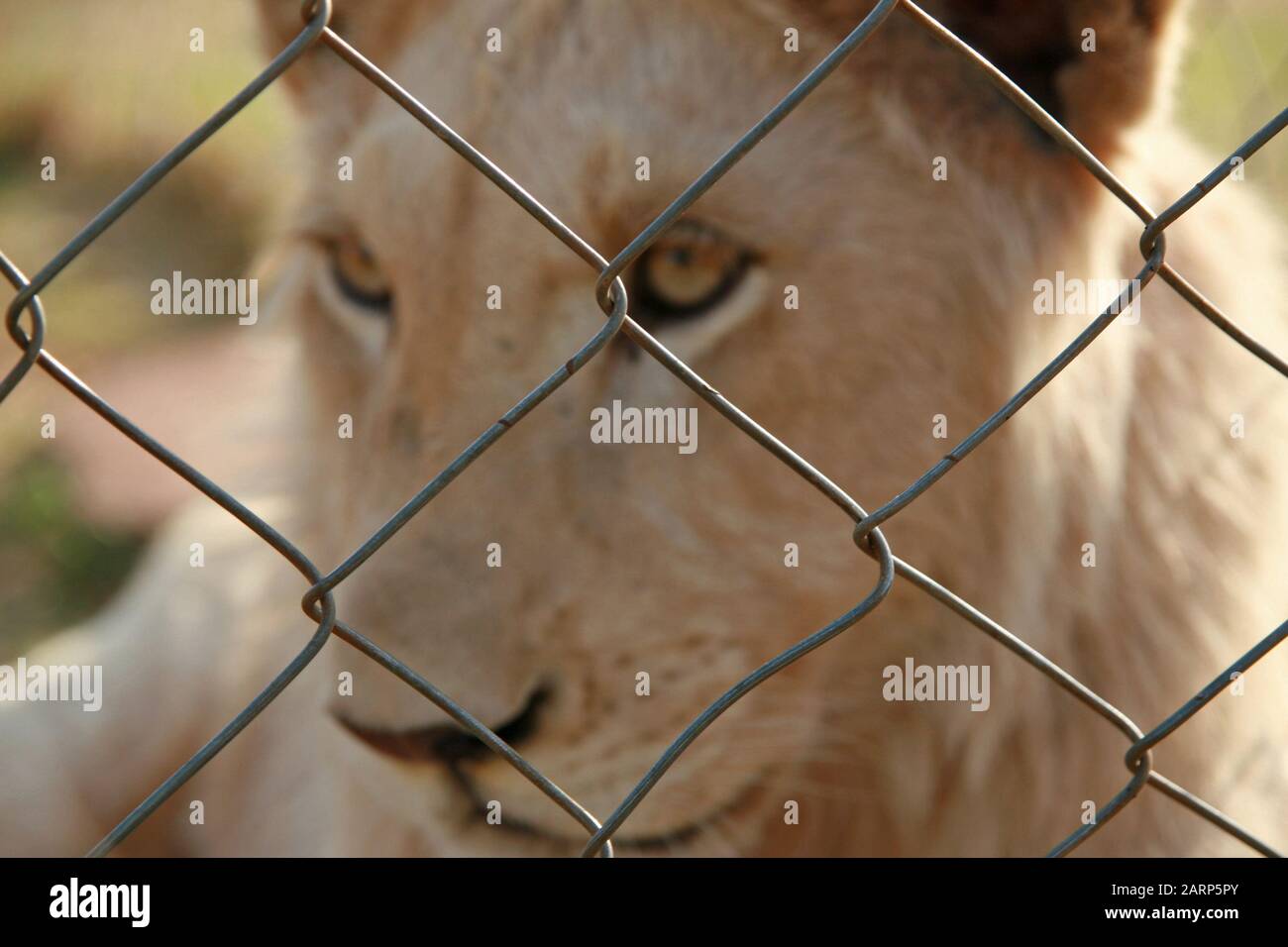 Lion cub at cage fence in Lion and Rhino Park Nature Reserve, Kromdraai ...