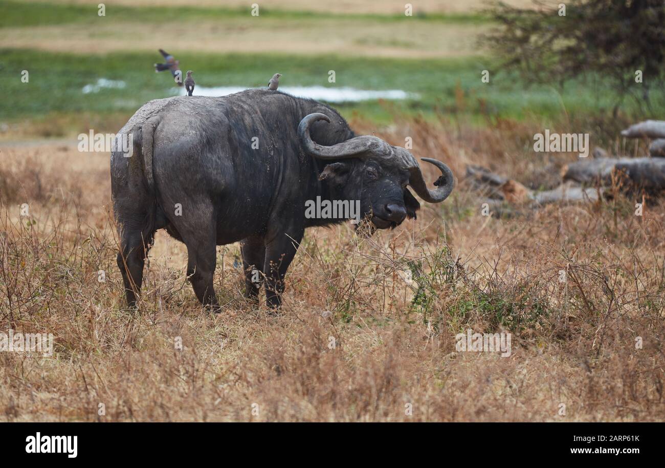 African Buffalo , Ngorongoro reserve , Tanzania Stock Photo - Alamy