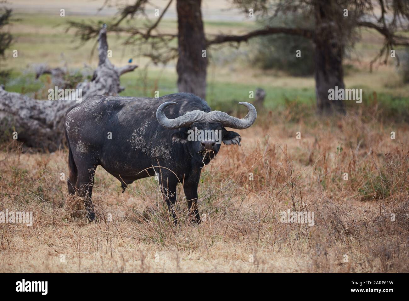African Buffalo , Ngorongoro reserve , Tanzania Stock Photo - Alamy