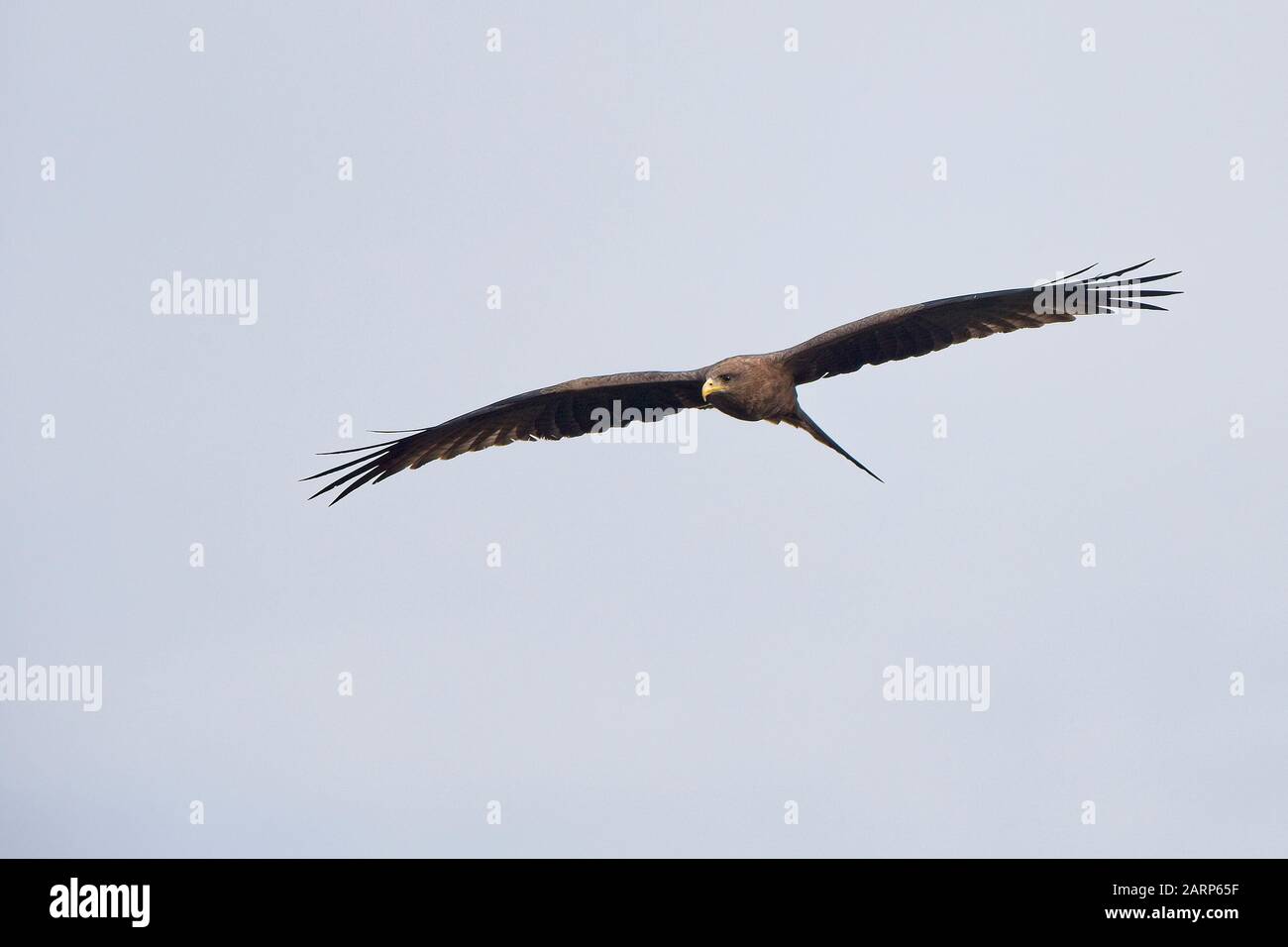 One yellow kite flying in hi-res stock photography and images - Alamy