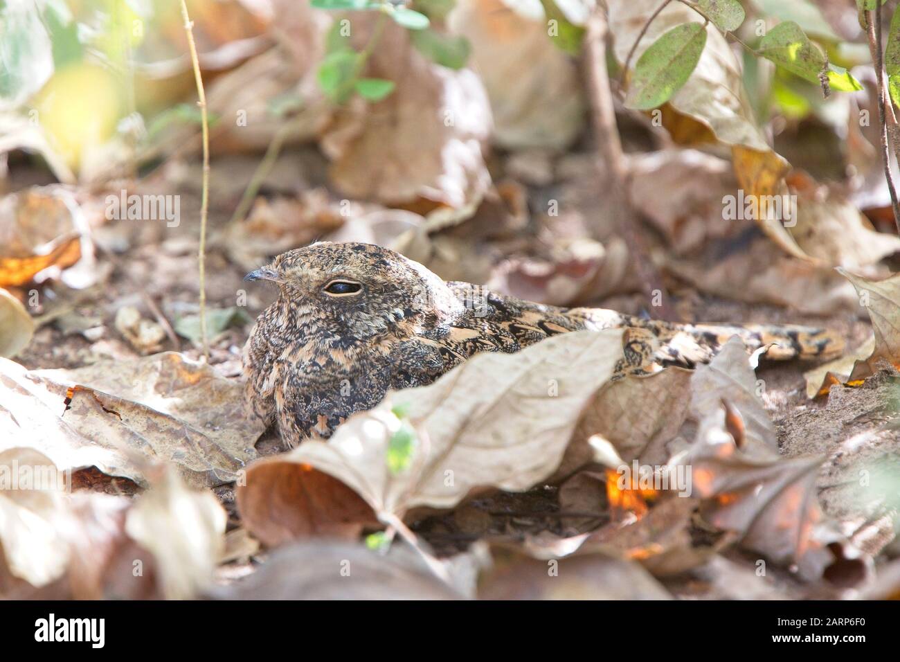 Standard-winged Nightjar (Macrodipteryx longipennis) roosting on the ...
