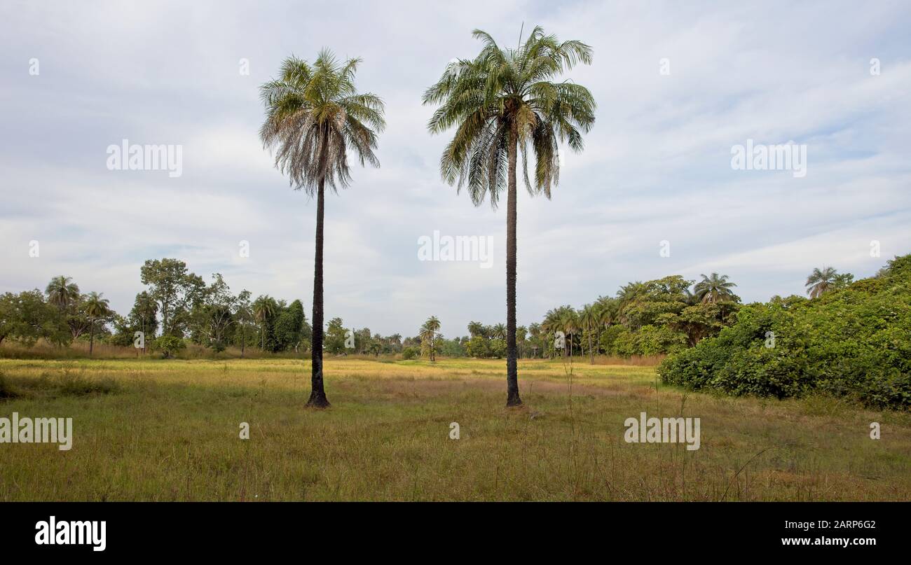 Gambian trees hi-res stock photography and images - Alamy