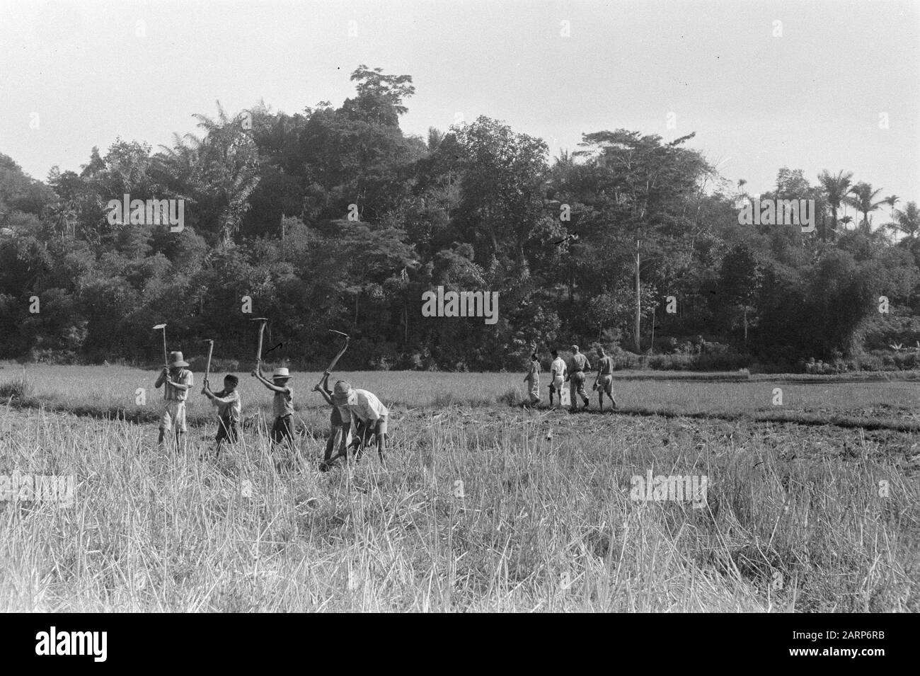 Indonesian farmers or farm workers are working in a rice field. In the ...