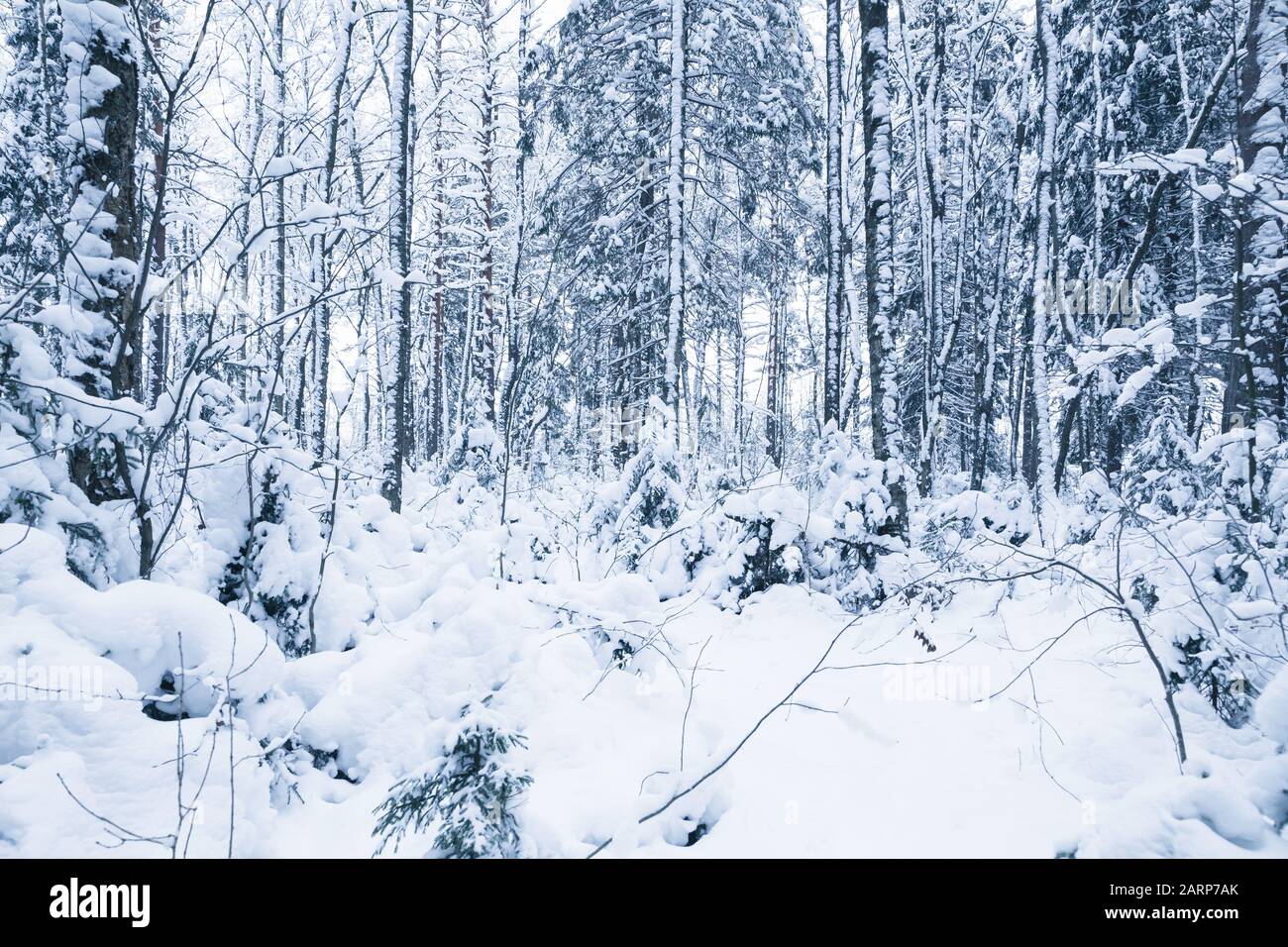 Beautiful snowy landscape winter hi-res stock photography and images ...
