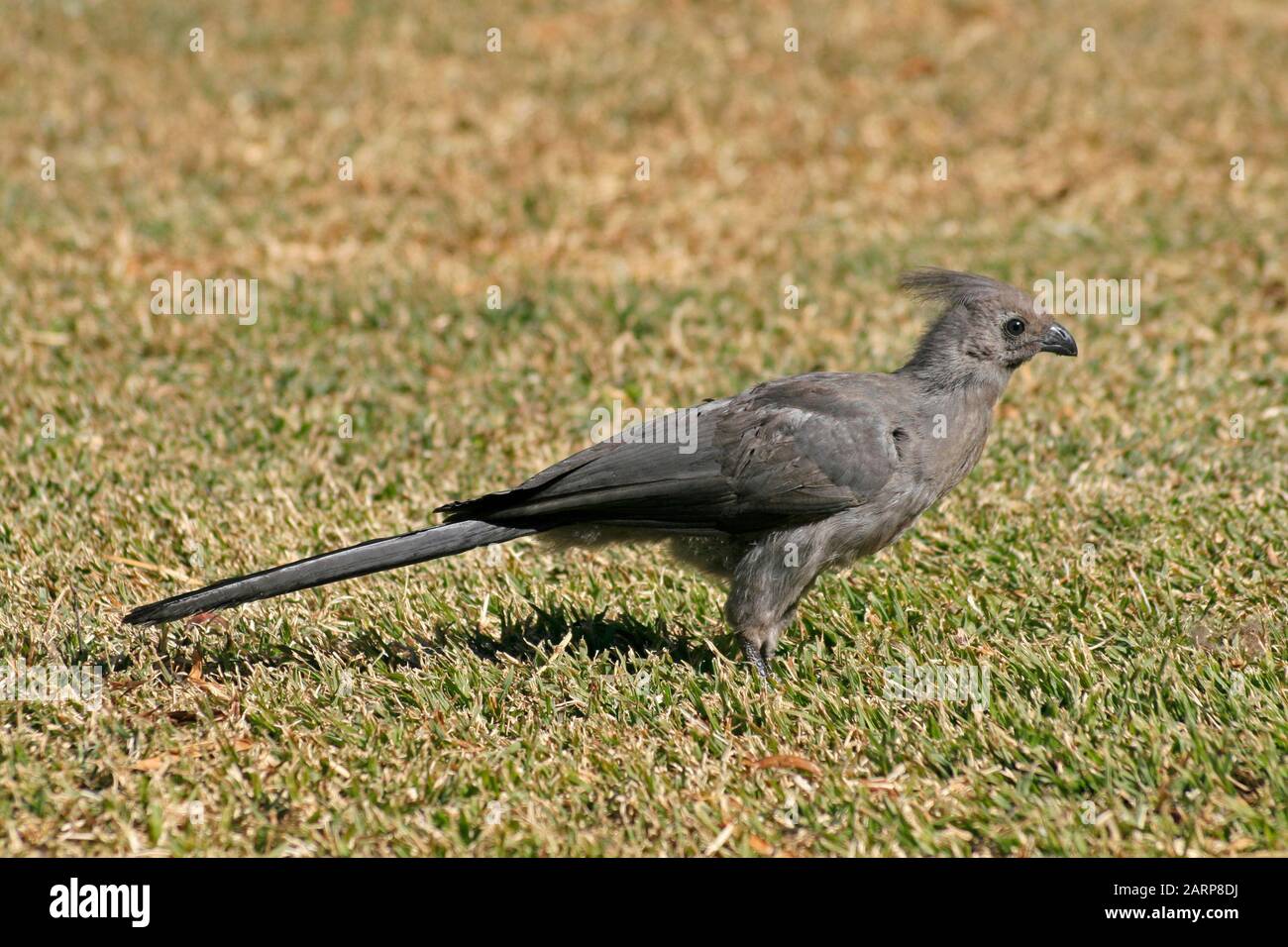 Grey Lourie on lawn, Kruger National Park, Mpumalanga, South Africa ...