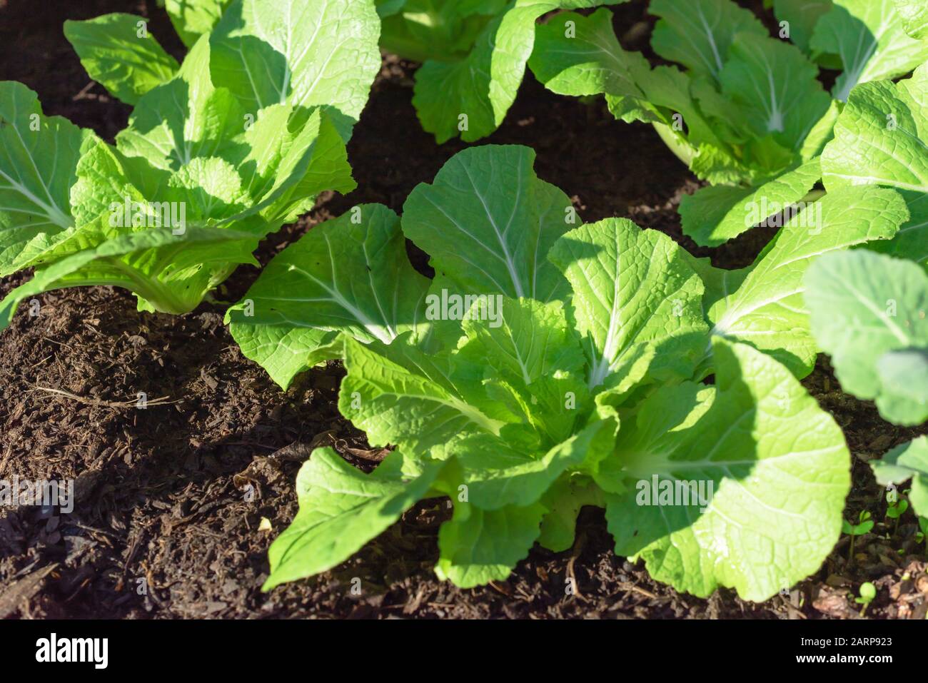 Chinese Cabbage Growing