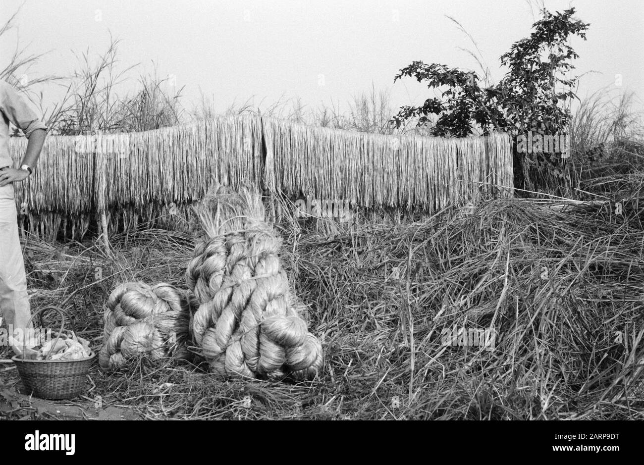 reed Date: undated Keywords: reed Stock Photo - Alamy