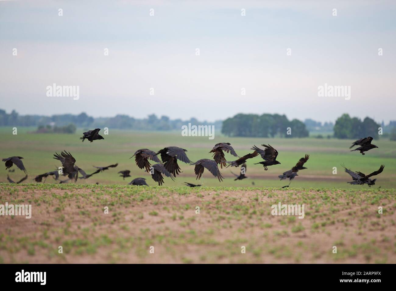 Flock of pigeons flies hi-res stock photography and images - Alamy