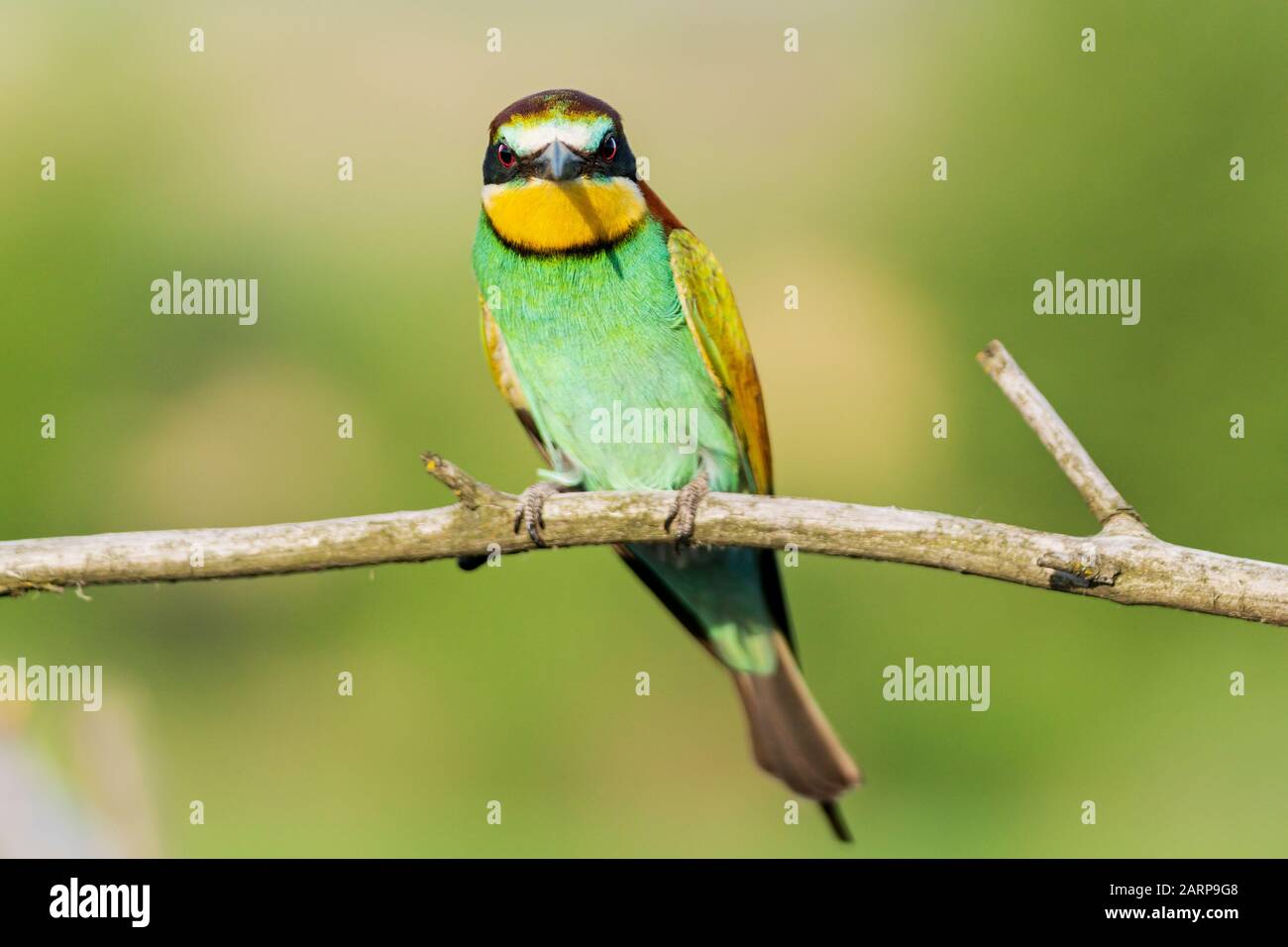 angry bird looking at the camera Stock Photo - Alamy