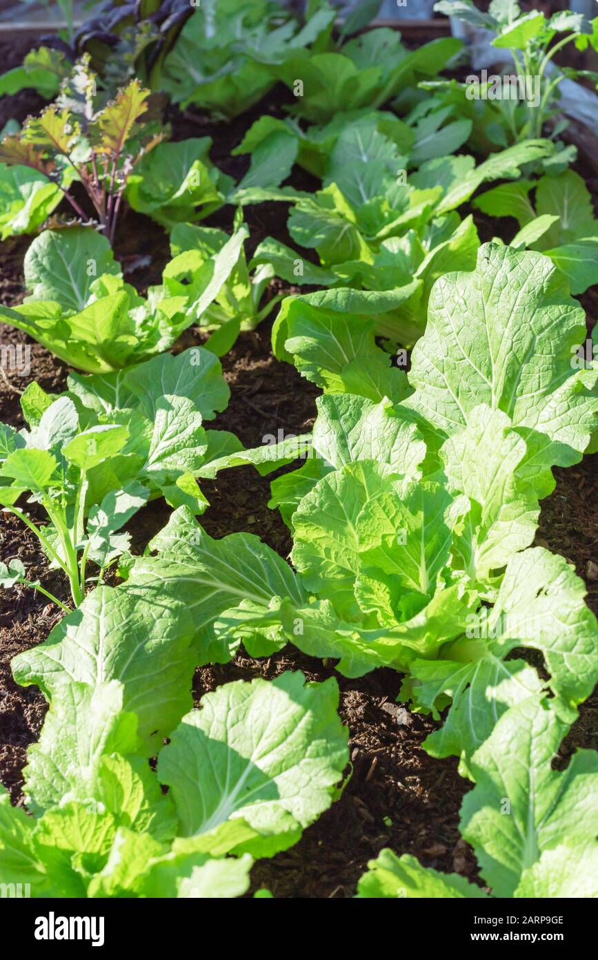 Chinese cabbage and Kailan (Chinese broccoli) plants growing at home ...