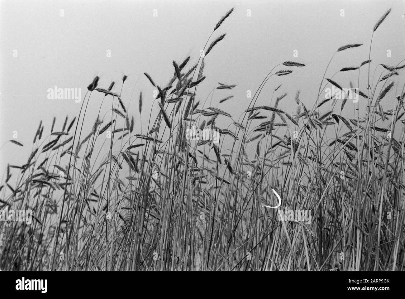 Field vegetable crops in Black and White Stock Photos & Images - Alamy