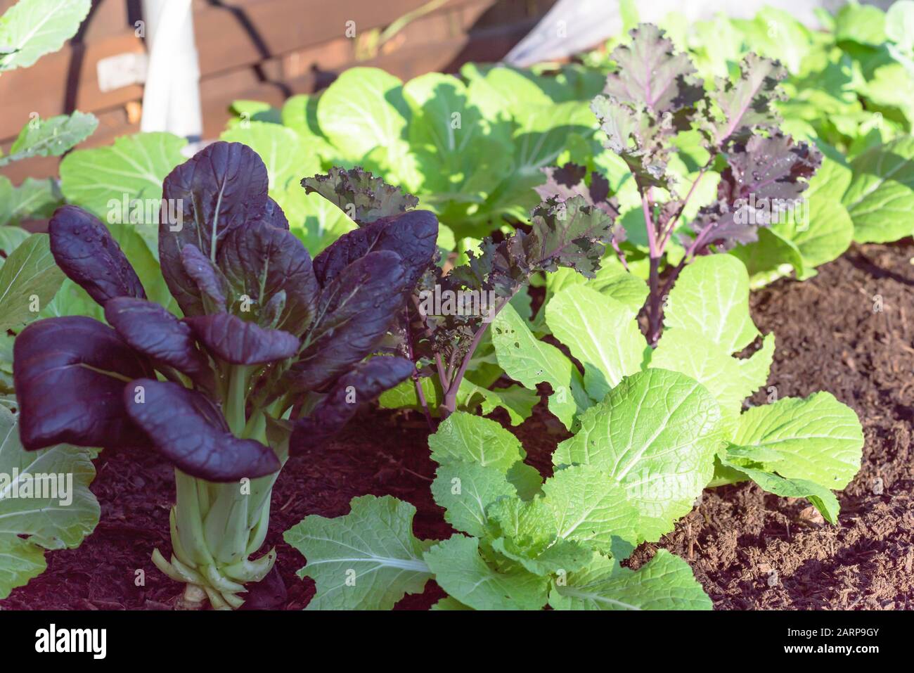Chinese Cabbage Growing