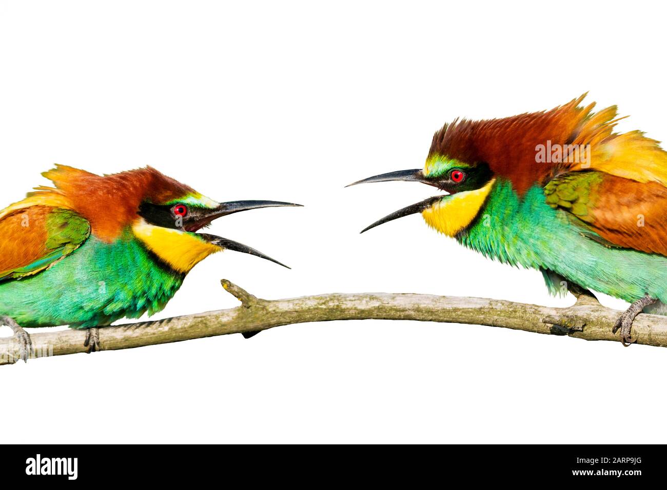 beautiful colored birds conflict isolated on a white background Stock ...