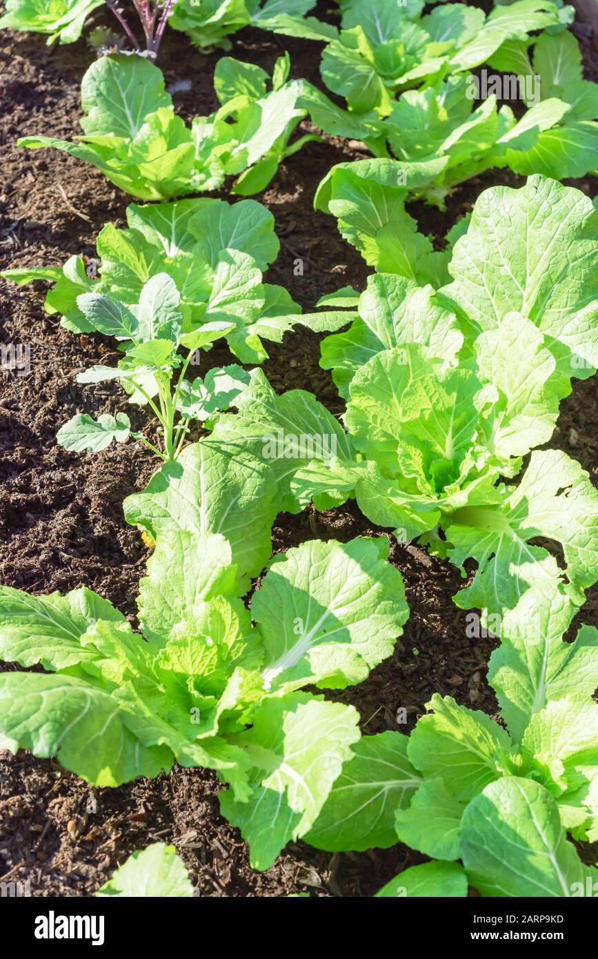 Chinese cabbage and Kailan (Chinese broccoli) plants growing at home ...