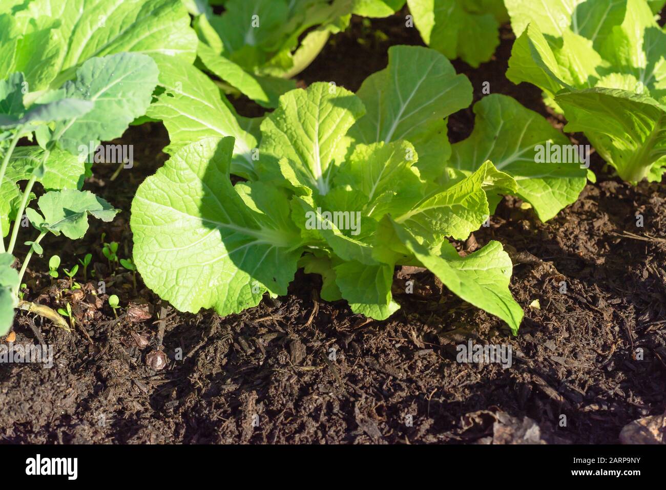 Young and healthy organic Chinese cabbage cold crop growing at home ...