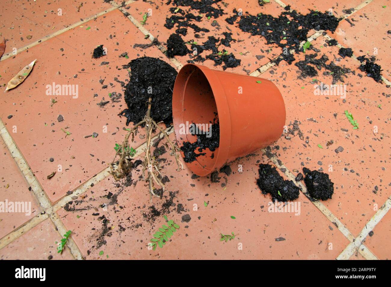 Spilled over pot plant, Moreleta Park, Pretoria/Tshwane, Gauteng, South ...