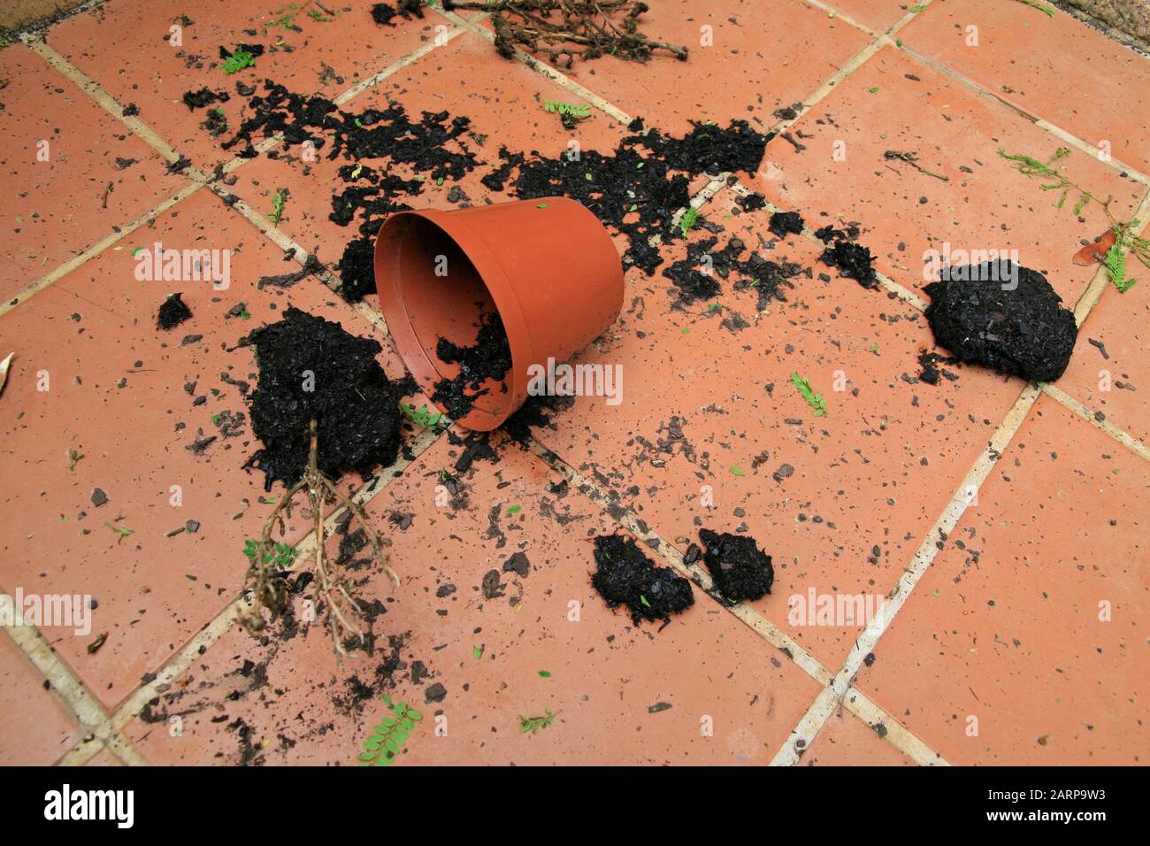 Spilled over pot plant, Moreleta Park, Pretoria/Tshwane, Gauteng, South ...