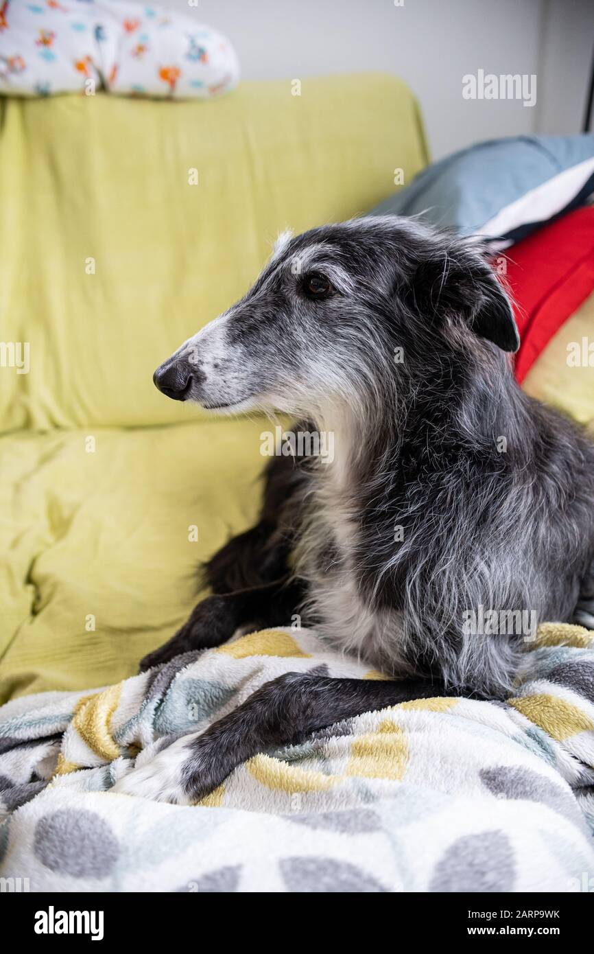 Silken windhound hi-res stock photography and images - Alamy