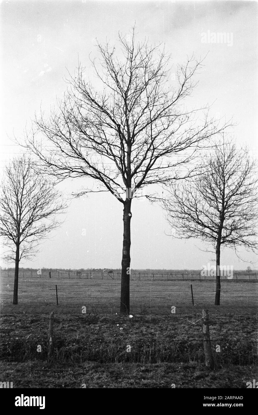 Shrub pruning Black and White Stock Photos & Images - Alamy