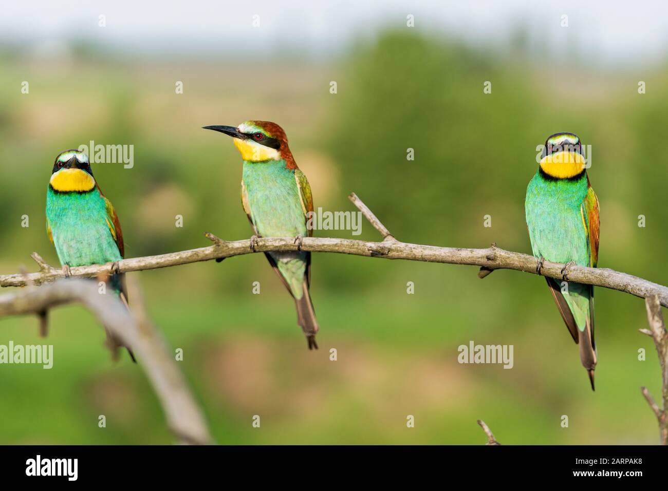 flock of beautiful wild birds sits on a dry branch Stock Photo - Alamy