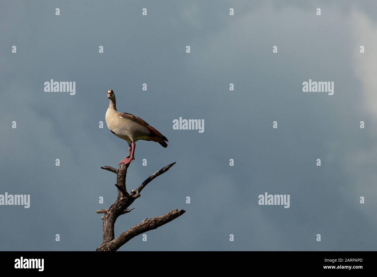 Egyptian tree hi-res stock photography and images - Alamy