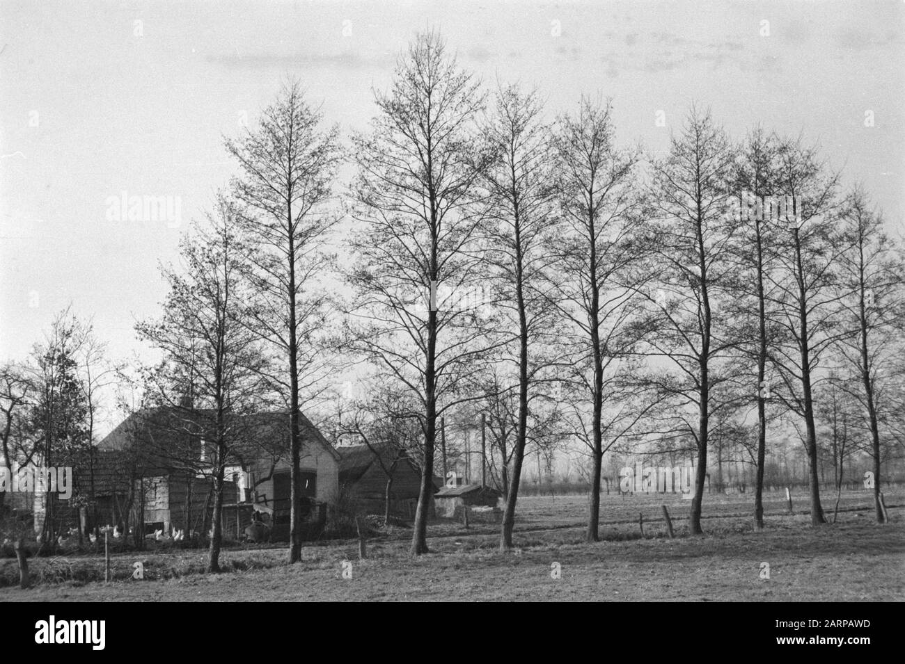 various deciduous trees, plot boundary Date: undated Location: Raalte ...