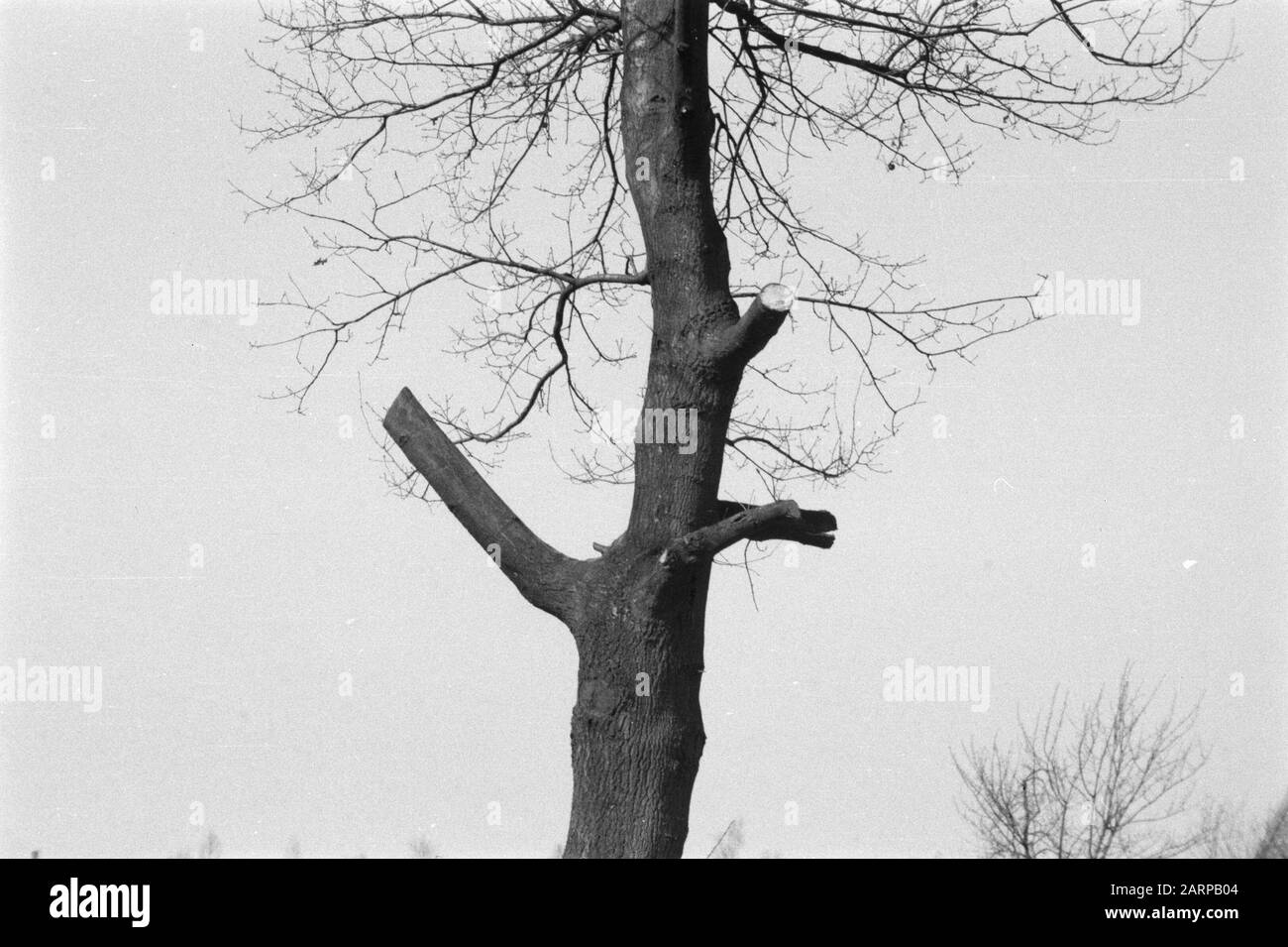 Heavy branch hi-res stock photography and images - Alamy