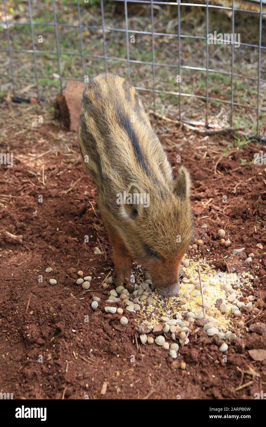 Wild boar piglet feeding on pellets, (Sus scrofa), Pretoria/Tshwane ...
