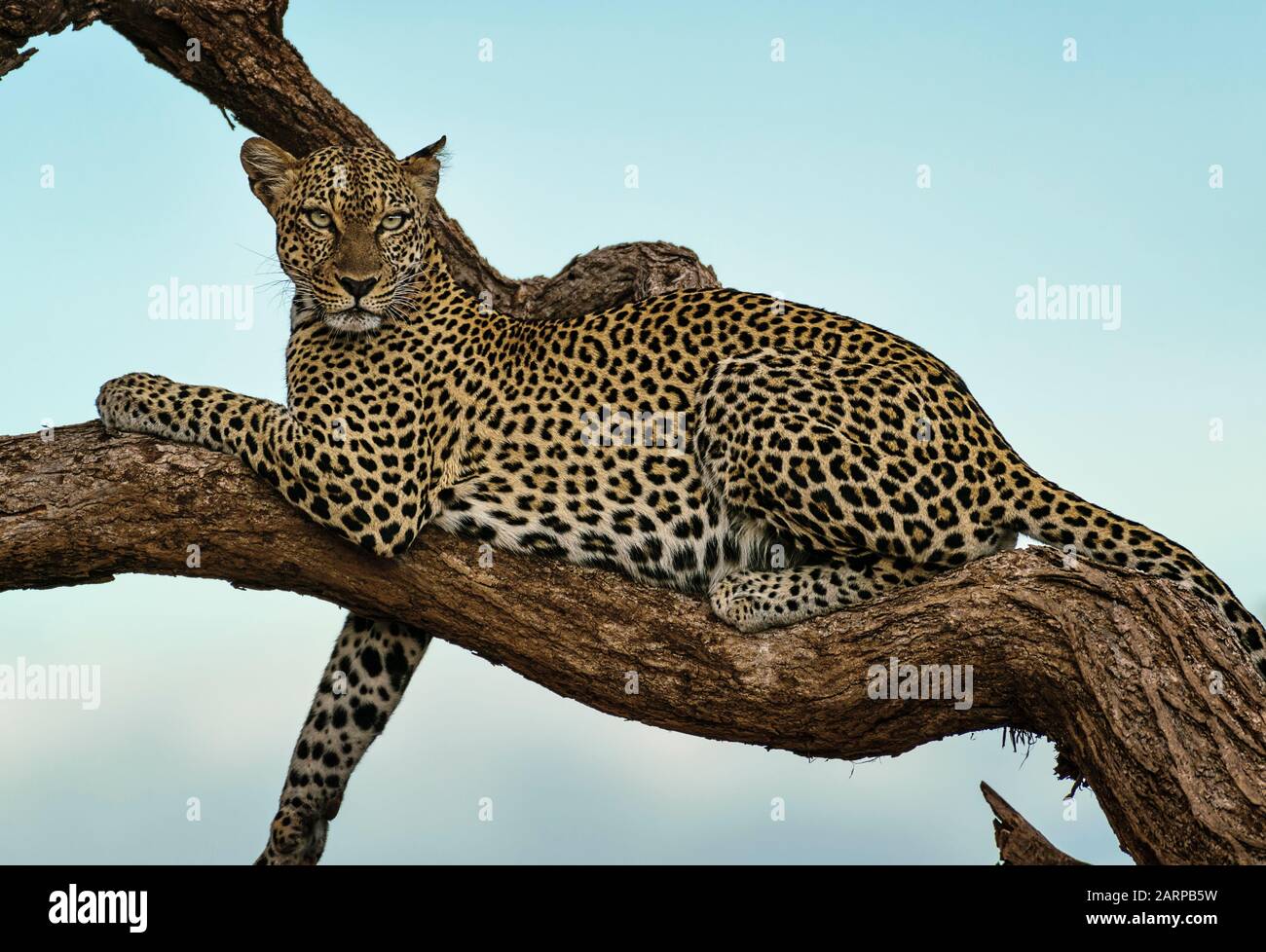 Leopard sitting on tree hi-res stock photography and images - Alamy