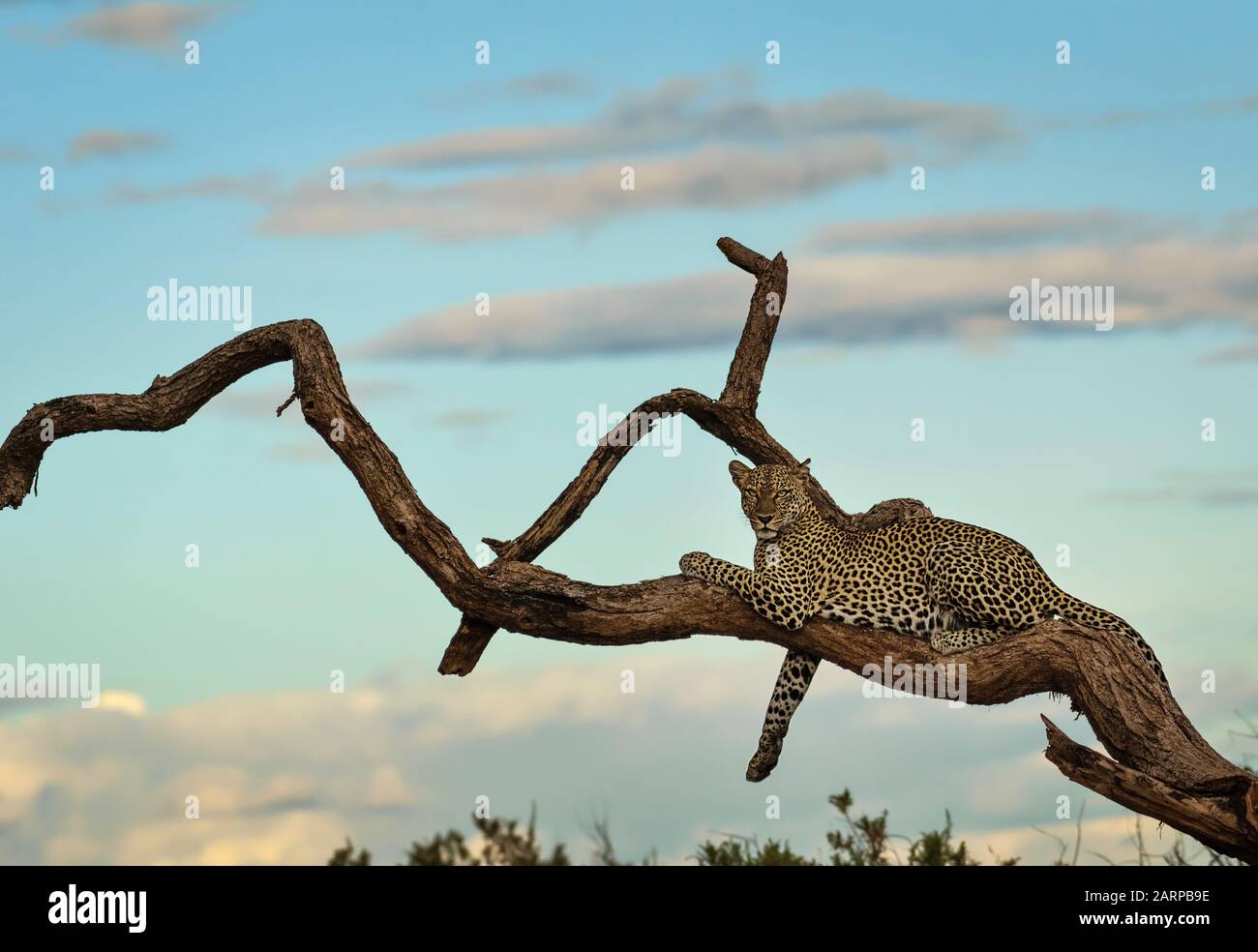 Leopard sitting on tree hi-res stock photography and images - Alamy