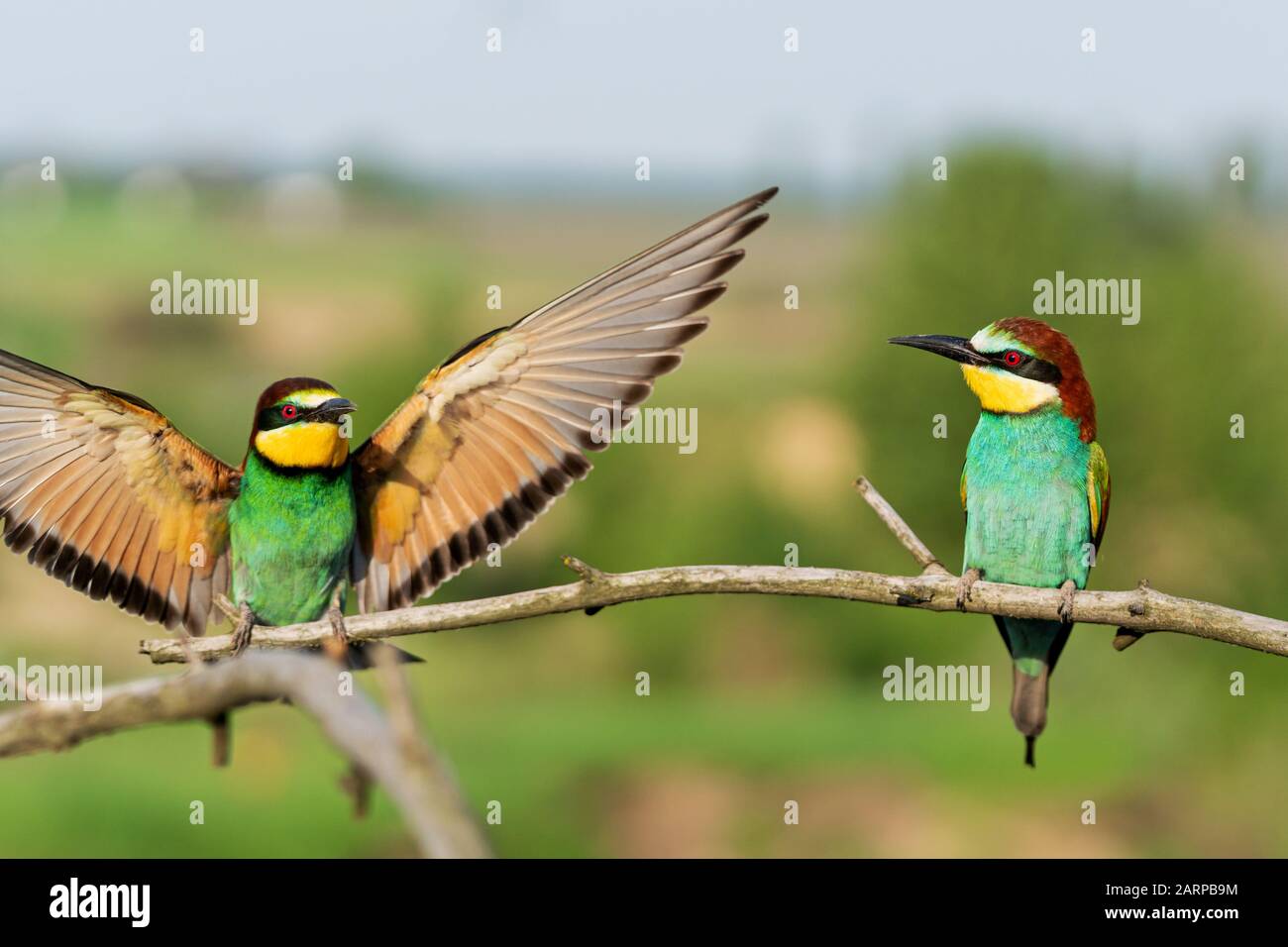 Flap its wings hi-res stock photography and images - Alamy