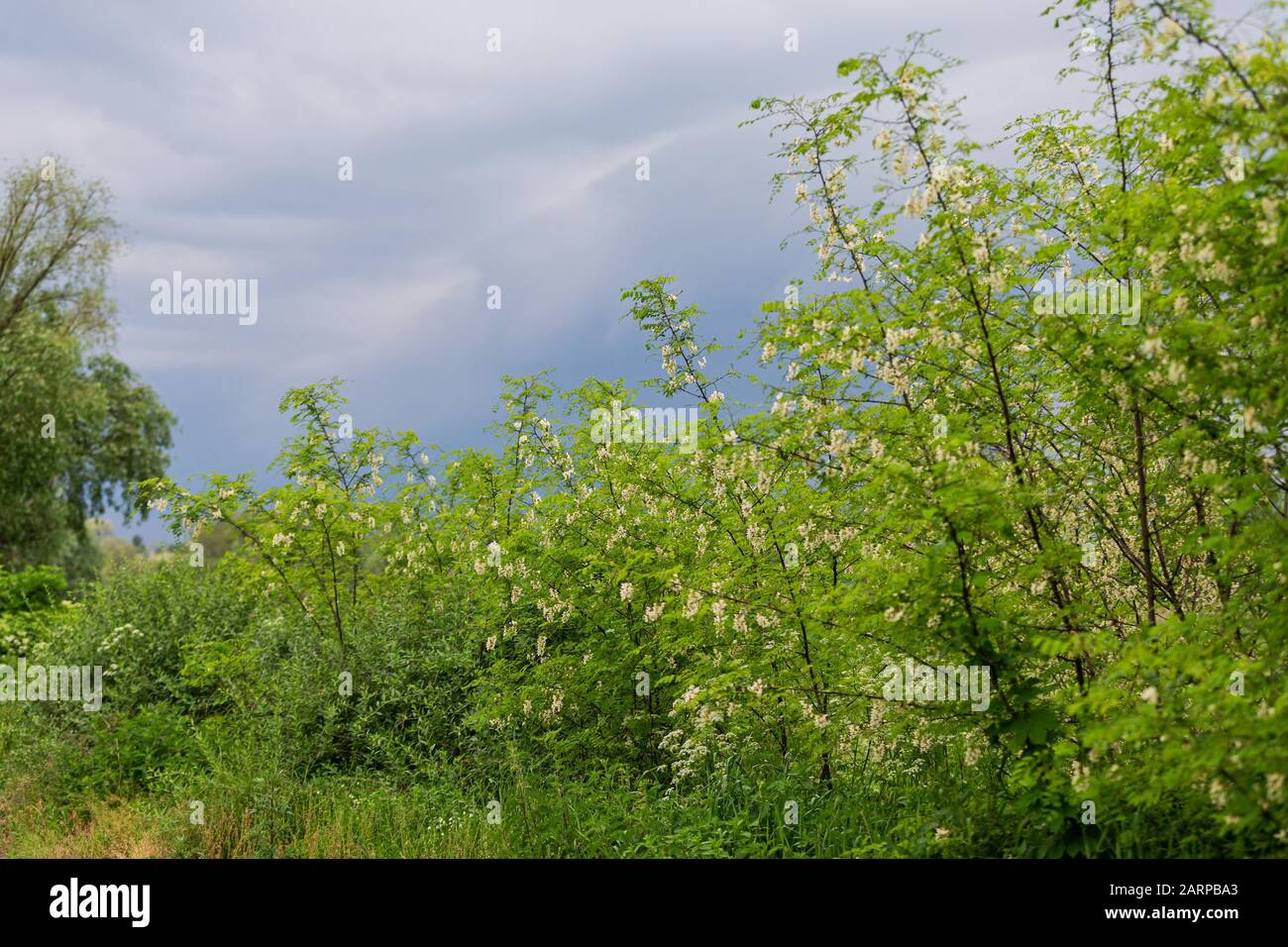 Anticipation of rain hi-res stock photography and images - Alamy