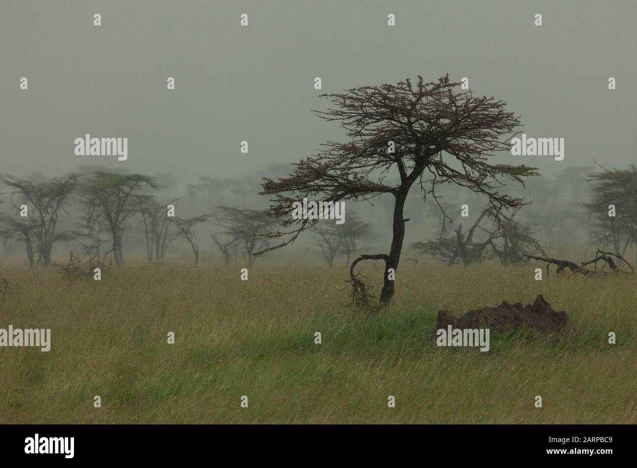 savannah during a rain storm Stock Photo - Alamy