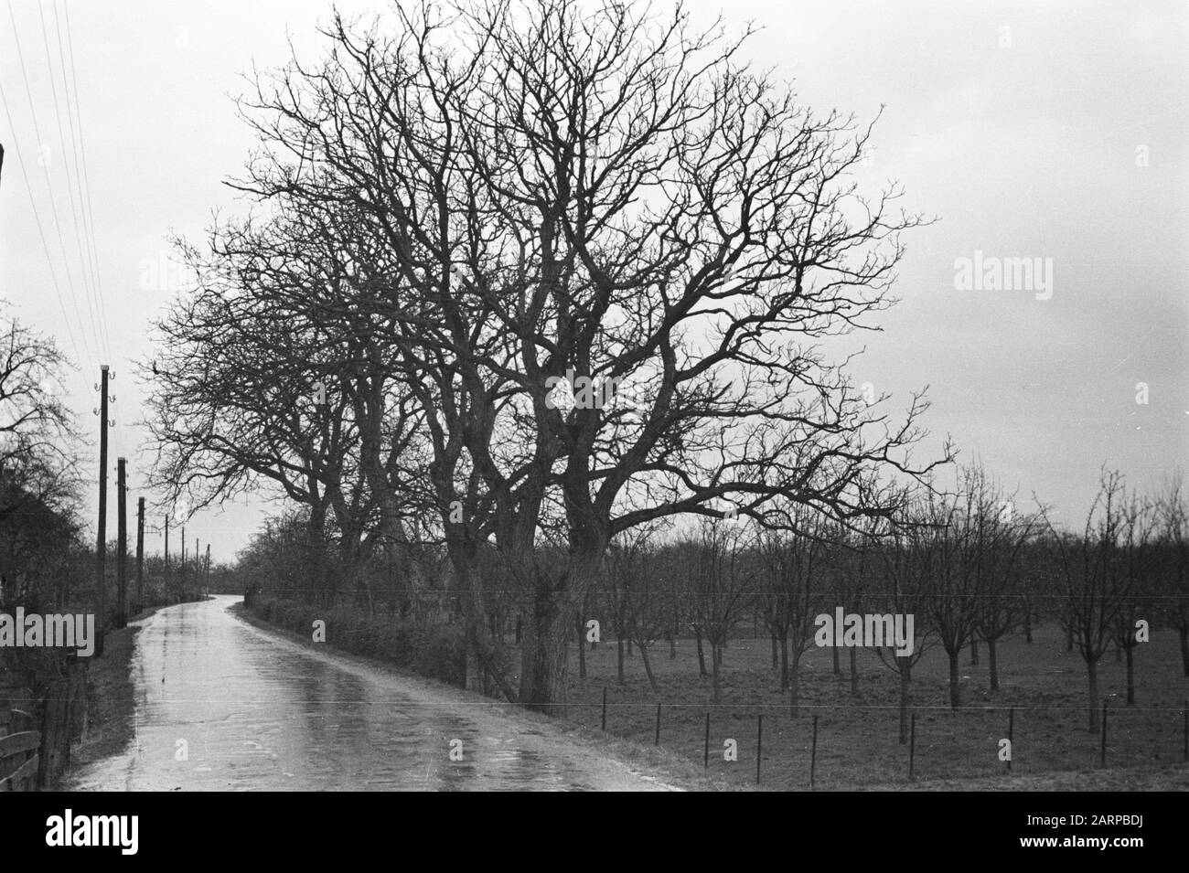 road planting, pruning Date: undated Keywords: pruning, road planting ...