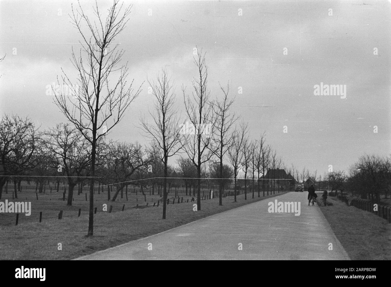 road planting, pruning Date: undated Keywords: pruning, road planting ...