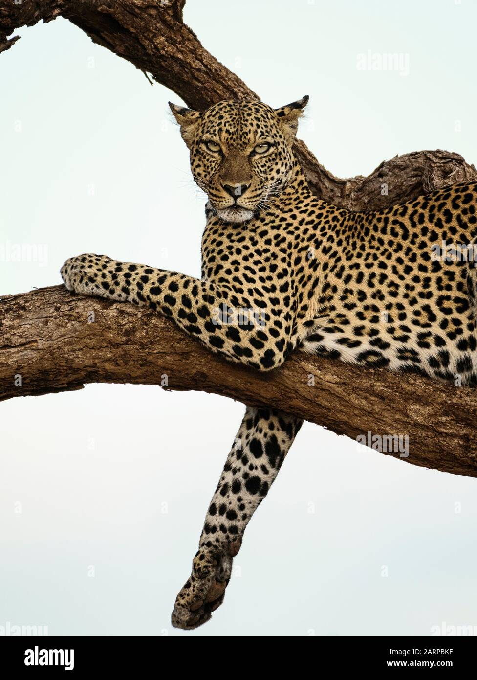 Leopard in tree looking into the camera, Samburu National Reserve ...