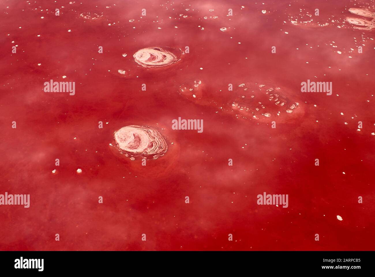 Photosynthesising pigments of the blue-green bacteria cyanobacteria ...