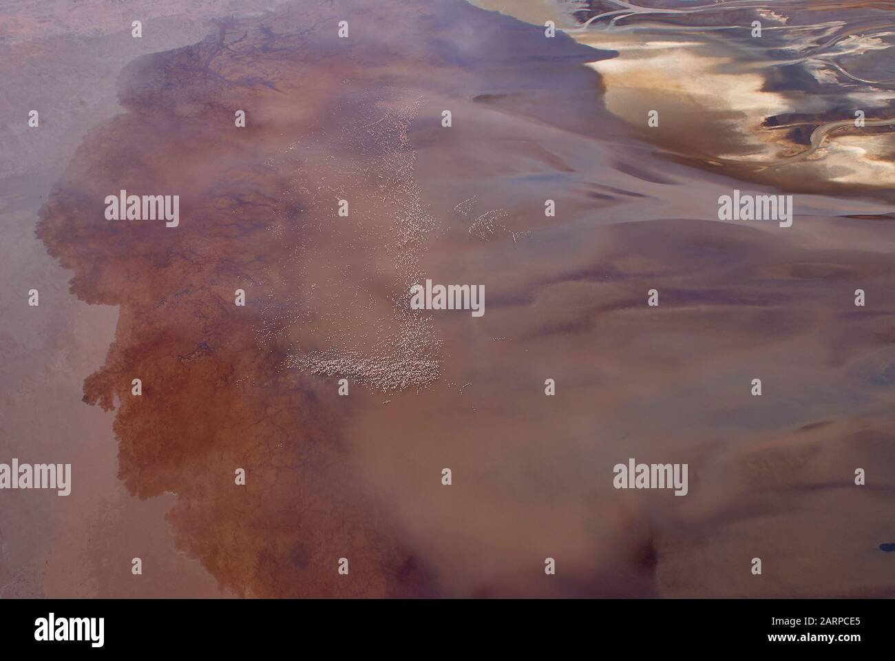 Photosynthesising pigments of the blue-green bacteria cyanobacteria ...