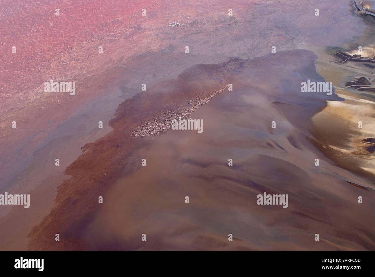 Photosynthesising pigments of the blue-green bacteria cyanobacteria ...