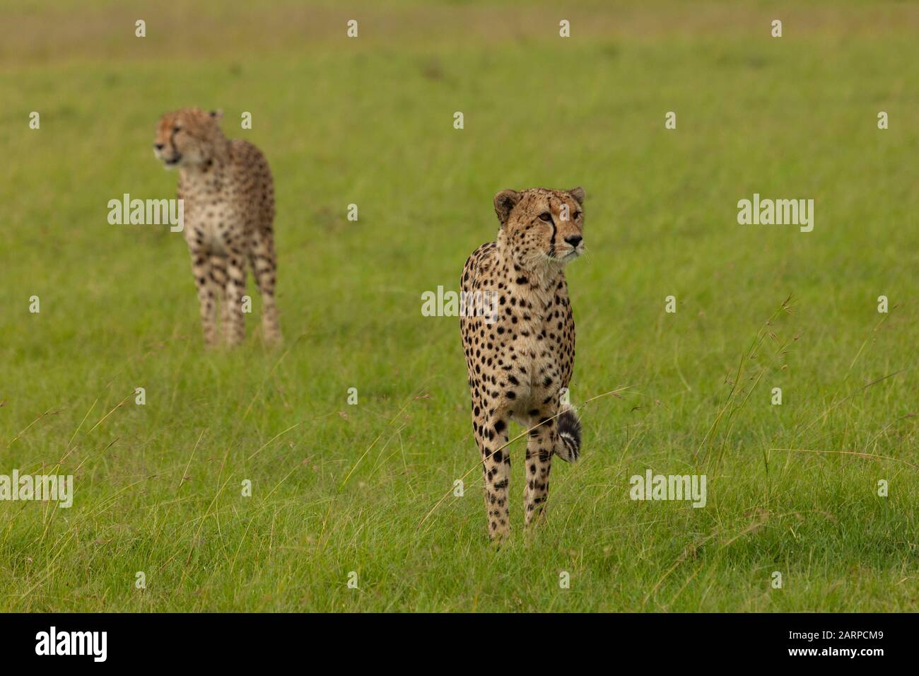 cheetah on the savannah Stock Photo - Alamy